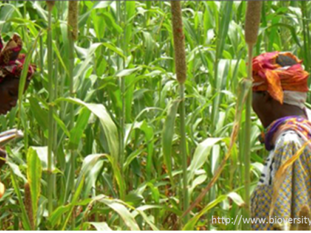 Seed certification and marketing governance in Mali: Do farmers ...